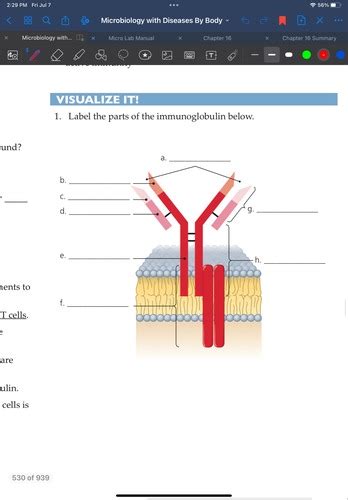 Micro Exam 4 Content Chapter 16 Adaptive Immunity Flashcards Quizlet