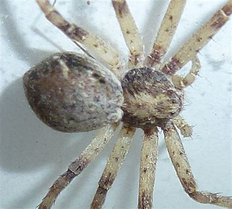 Garage Fluorescent Tube Philodromus Bugguidenet