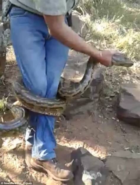 Python Traps Snake Catcher In South Africa Daily Mail Online