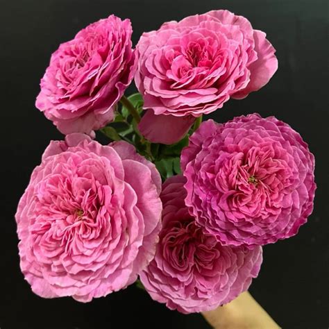 Abdiel Rose Plant｜神仆天使 Rose Explosion