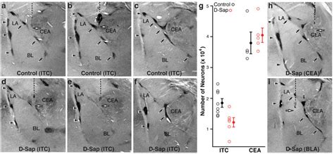 D Sap Infusions At Bla Cea Border Cause A Spatially Circumscribed Loss Download Scientific