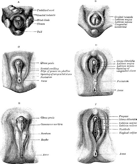 Comprehensive Anatomical Guide To Sexual Organ Development And Structures Anatomy Note