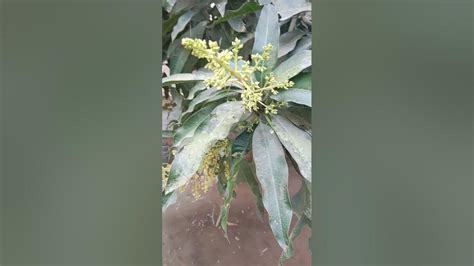 ছোট গাছের আমের মুকুল Youtube