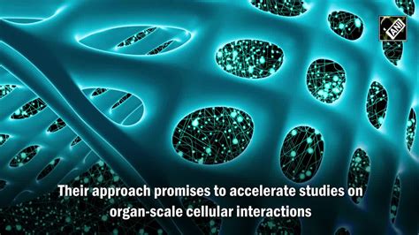 New Computational Method Builds Detailed Maps Of Human Tissues