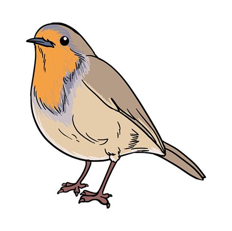 How To Draw A Robin Really Easy Drawing Tutorial Robin Drawing Bird Drawings Easy Drawings