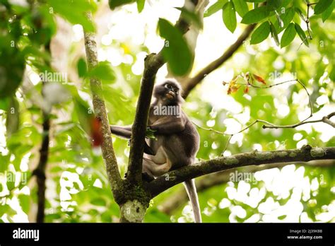 Dusky Leaf Monkey In Rainforest In Langkawi Malaysia Stock Photo Alamy