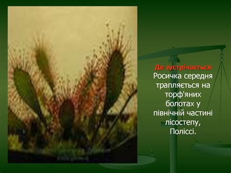 Червона книга України Рослинний світ презентация онлайн