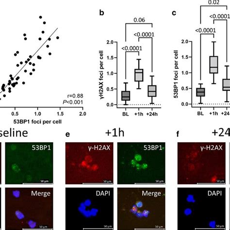 Evolution Of Ddr Markers During ¹⁷⁷lu Lu Psma Rlt There Was A Highly