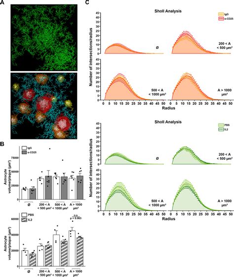 Modulation Of Tregs Does Not Impact The Morphology And Branching Download Scientific Diagram
