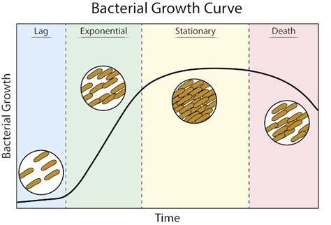 Bacterial Growth Curve Protocol Biology Notes Online