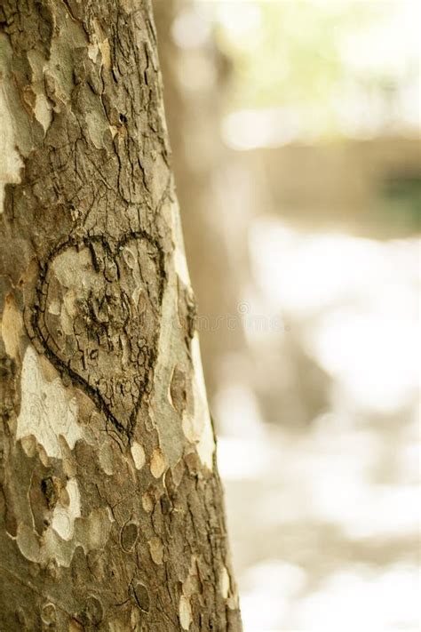 Heart Engraved In The Trunk Of A Tree Stock Photo Image Of Forest Engraved