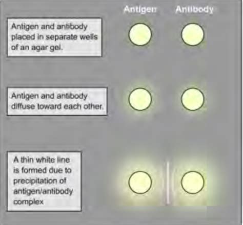 Lab Biol Spring Flashcards Quizlet
