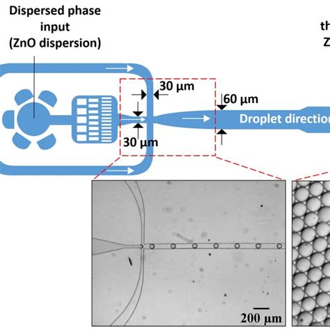 Top Schematic Illustration Of The Flow Focusing Microfluidics Design Download Scientific