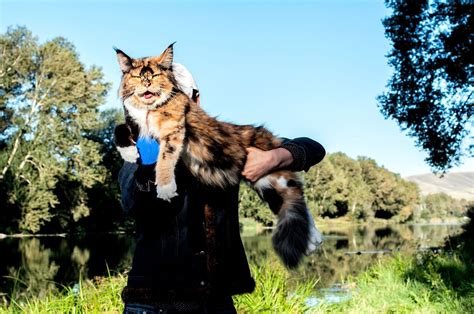 Мейн кун на рабочий стол картинки и фото Koshka Top