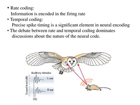 Ppt Neural Coding 2 Powerpoint Presentation Free Download Id3602315