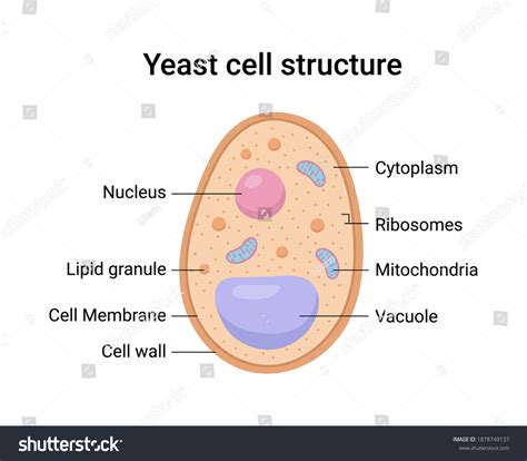 Saccharomyces Labeled Diagram