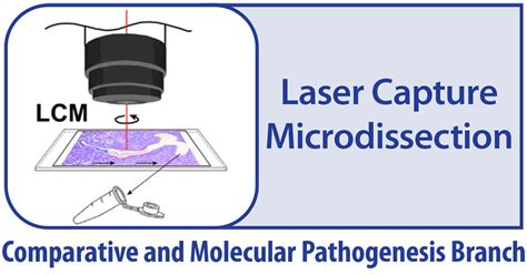 Laser Capture Microdissection Group National Institute Of Environmental Health Sciences