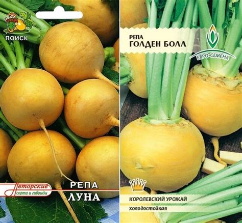 Репа: лучшие сорта и выращивание | Антонов сад - дача и огород | Дзен