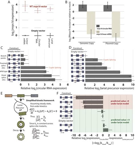 Figures And Data In Circular Rna Biogenesis Can Proceed Through An Exon Containing Lariat