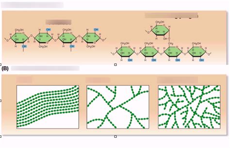 Lecture Part I Branching Diagram Quizlet Lecture Part I Branching Diagram Quizlet