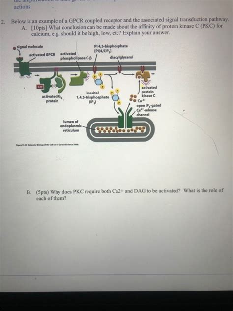 Solved Actions 2 Below Is An Example Of A Gpcr Coupled