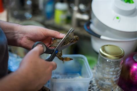 How To Cook Soft Shell Crabs Josh Lohmeyer