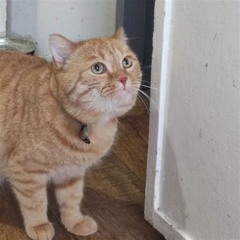 Информационная страница ️ помогаем информационно У двух котиков умерла хозяйка она была