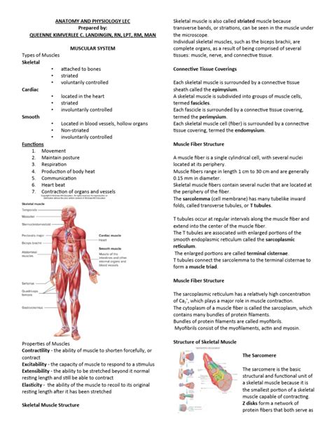 Muscular System Lecture 1d Pdf Muscle Contraction Chemical Synapse