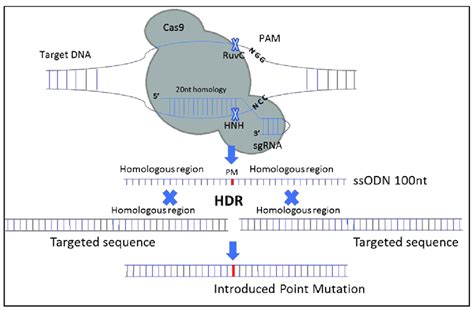Clustered Regularly Interspaced Short Palindromic Repeats Crispr Rna