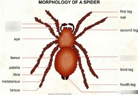 Morphology Of Spider Anthropoda Diagram Quizlet