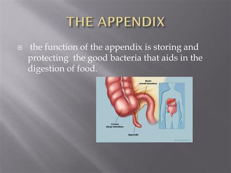 Digestive System Diagram With Appendix Intestine Anus Rectum