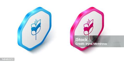 쌀 밀 옥수수 귀리 호밀 보리 아이콘이 흰색 배경에 고립 되어 있는 등색 시리얼 밀 빵 기호의 귀 육각 버튼 벡터 3차원 형태에 대한 스톡 벡터 아트 및 기타 이미지