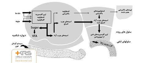 مکمل دامی مناسب گله شما کدام است؟ کیمیا رشد سپاهان