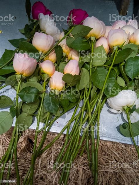 테이블에 흩어져 있는 섬세한 빨간색과 흰색의 신선한 장미 결혼식에 대한 스톡 사진 및 기타 이미지 결혼식 기념일 꽃 나무 Istock