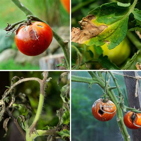 What To Do For Tomato Blight At Aiden Ligar Blog
