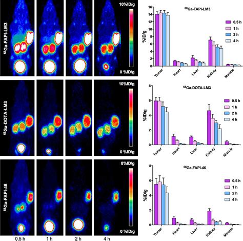 Design Preclinical Evaluation And Clinical Translation Of 68ga Fapi Lm3 A Heterobivalent