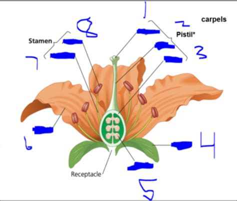 Plant Taxonomy Final Exam Flashcards Quizlet