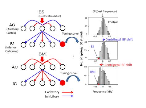 Modelling Auditory Systems Of Bats For Information Processing Topics UEC Research Portal