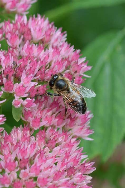 Common Hylotelephium Spectabile Pink Flowers In Close Up With Honeybee