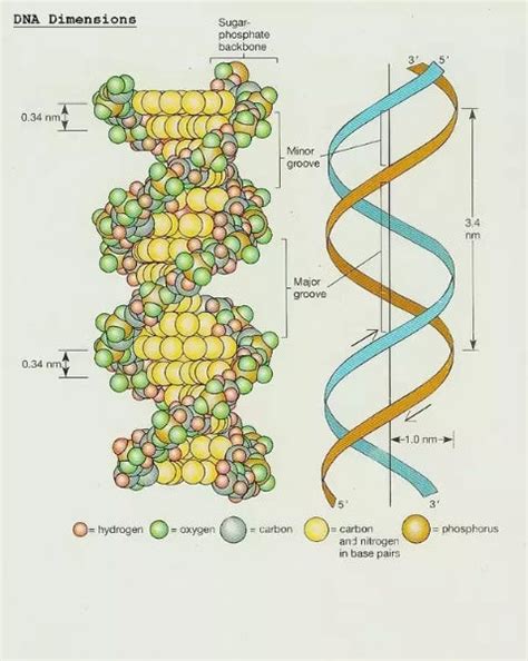 Notes On Nanopores By Nava Whiteford Aseq Newsletter
