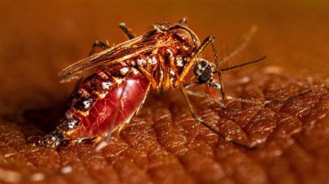 Current Dengue Outbreak Dengue Cdc