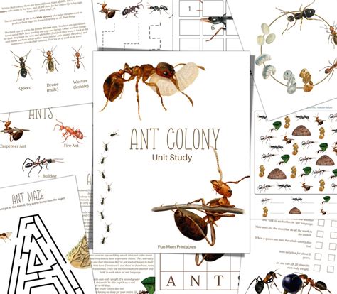 ANT Colony Unit Study Life Cycle Anatomy Nature Study Science Handwriting Homebabe