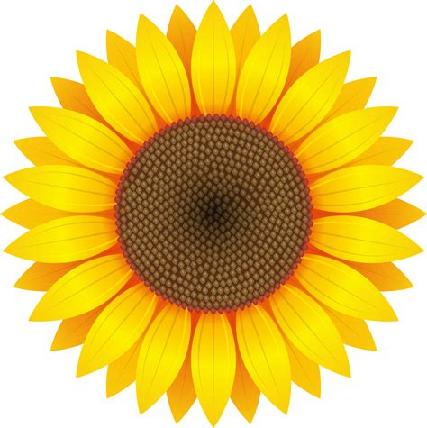 Tournesol Clipart Conception Illustration 9383908 Png