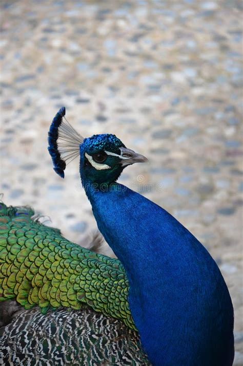 Peacock Up Close A Magnificent Creature With Wonderful Colors Stock