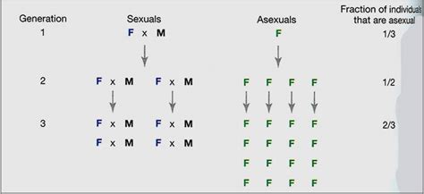 Huh What How Did Sex Evolved Defensedefumer S Amateur Scientific Blog