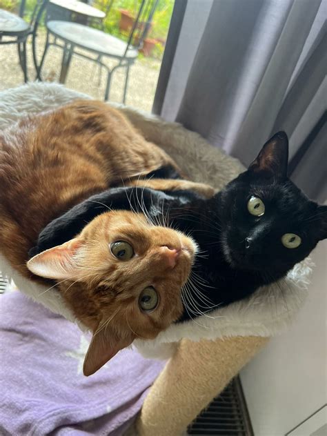 280 Black And Orange Cat Dynamics Ideas In 2025 Orange Cat Cute Cats