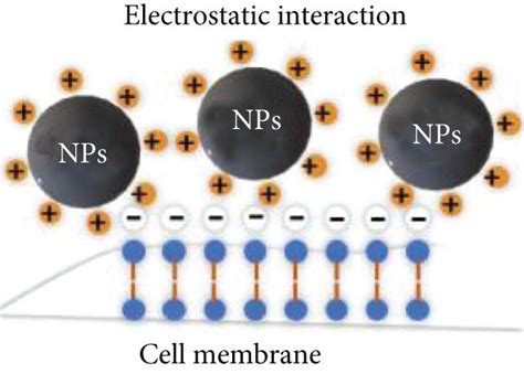 A Scheme Of Nps Conjugated With Cell Membranes Via Electrostatic Download Scientific Diagram