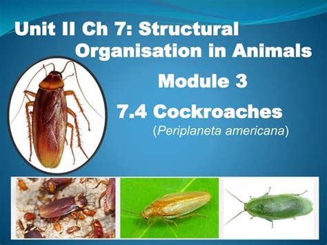 insect abdomen it s segmentation and appendages structure function and