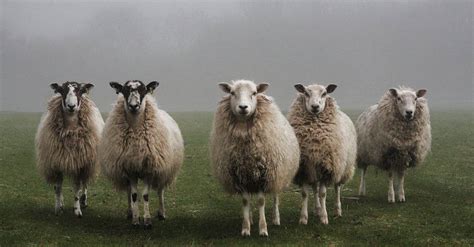 Sheep Gestation Period How Long Are Sheep Pregnant Imp World