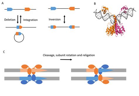 Site Specific Recombinases A Types Of Dna Rearrangements Promoted By Download Scientific